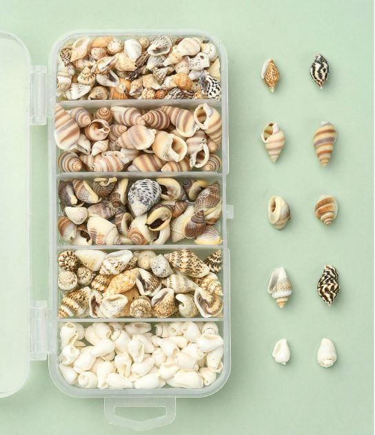 1 Box Natural Small Small Conch Shells for Resin Art - Resinarthub