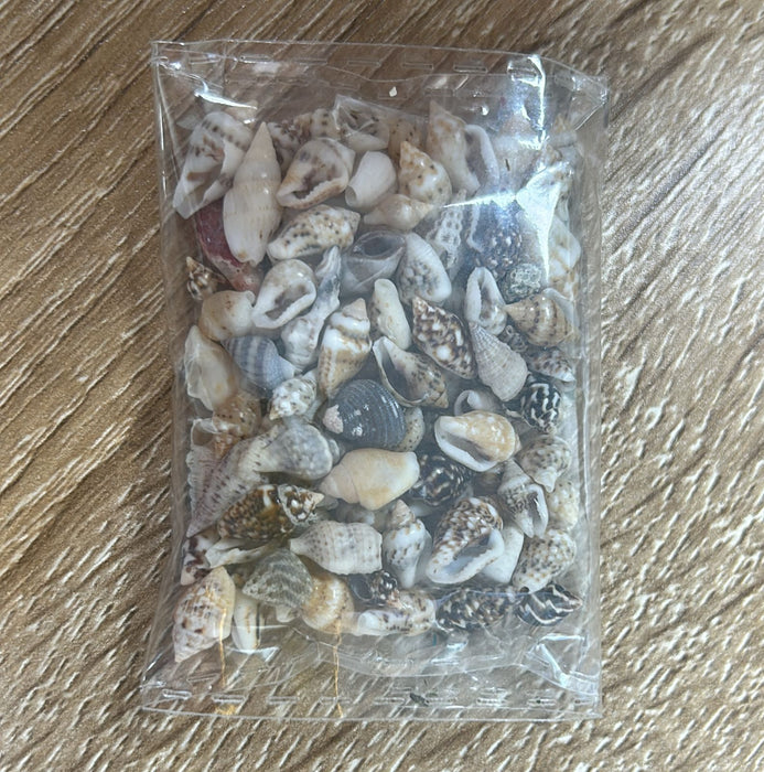 Tiny Conch Sea shells For Resin Ocean Art - Resinarthub